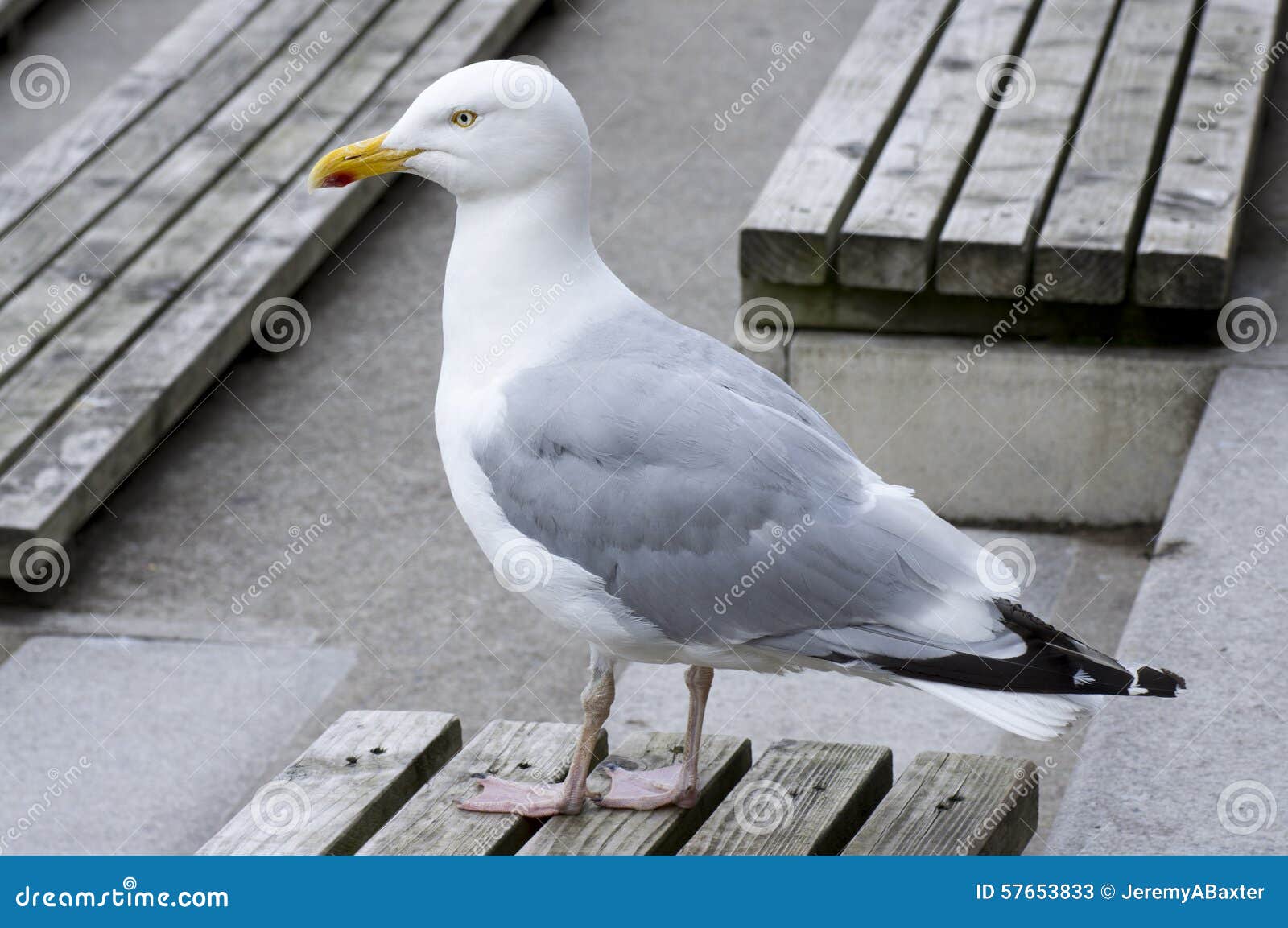 Seagull in profile stock image. Image of profile, joins - 57653833