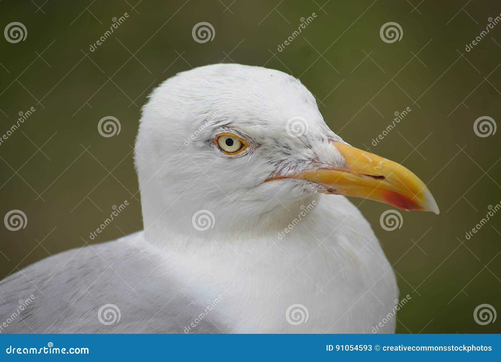 Seagull Profile Picture. Image: 91054593