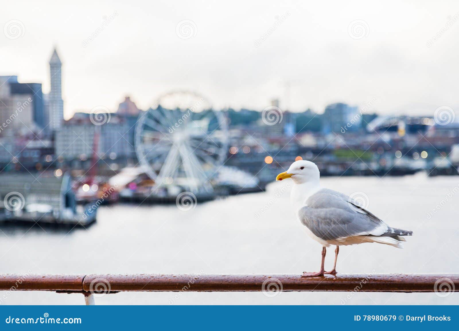 Seagull on Rail in Seattle stock image. Image of wheel - 78980679