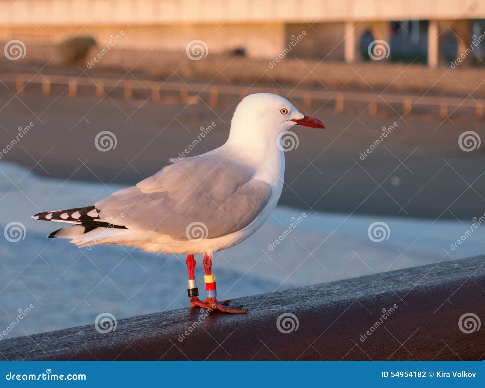 Seagull in the Ray of Morning Sun Stock Photo - Image of pacific, water ...
