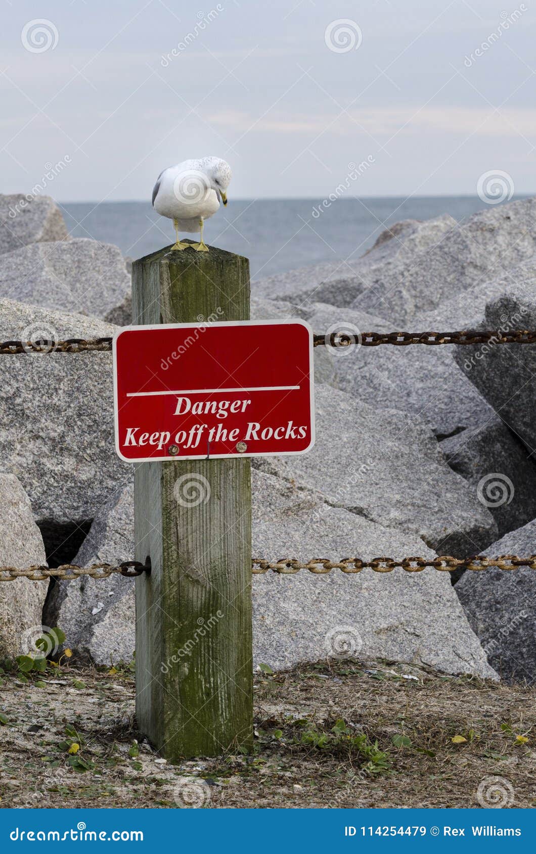 Seagull is Reading the Sign Stock Image - Image of ocean, seaside ...