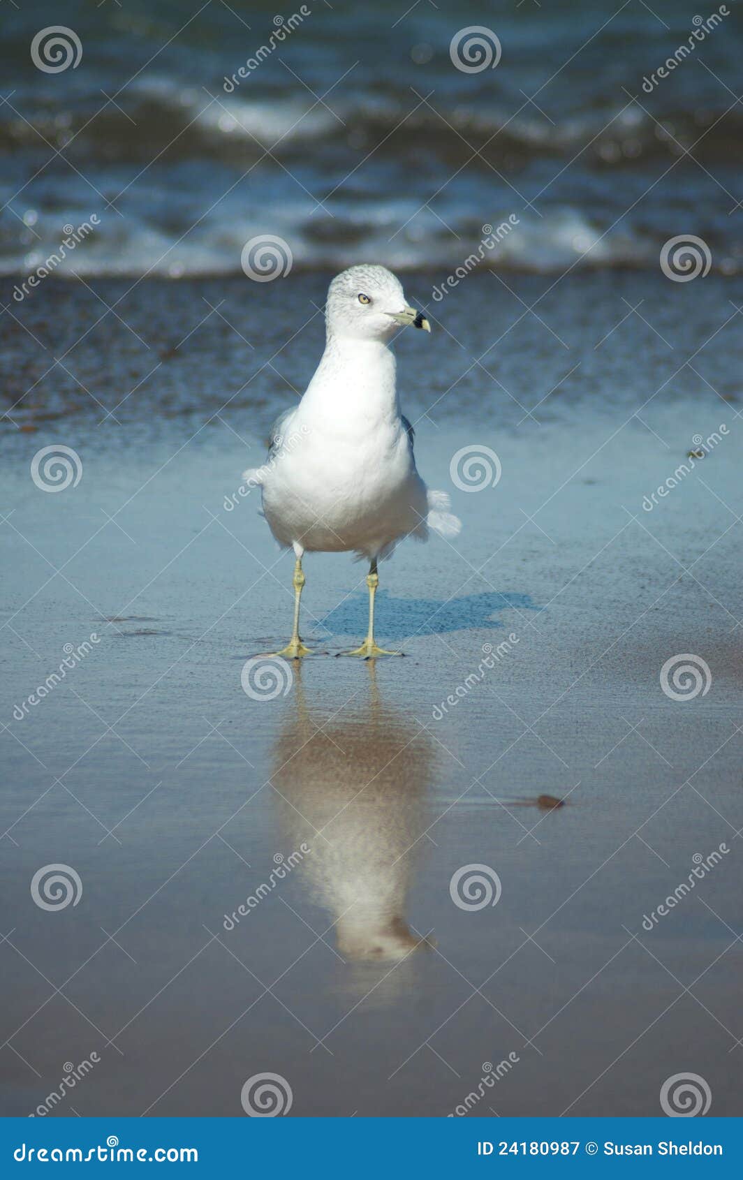 Seagull reflection stock image. Image of grey, lake, avian - 24180987