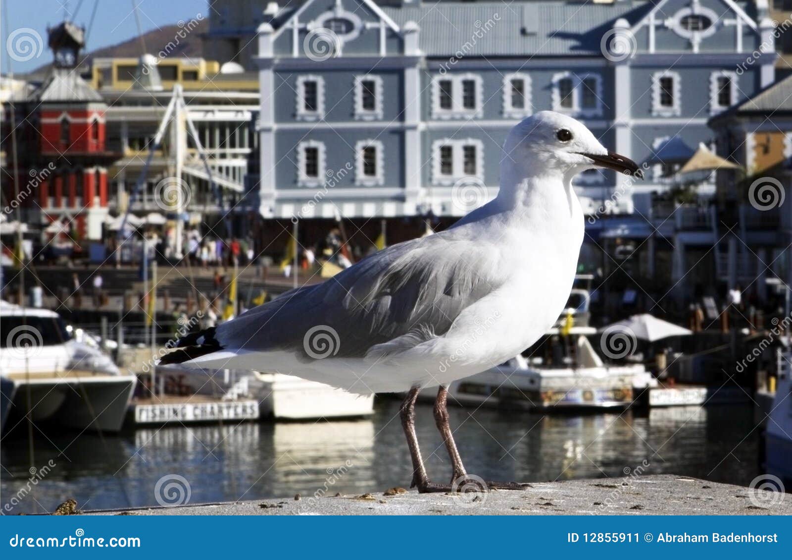 A Seagull Relaxes in Cape Town Harbour Stock Image - Image of outdoors ...