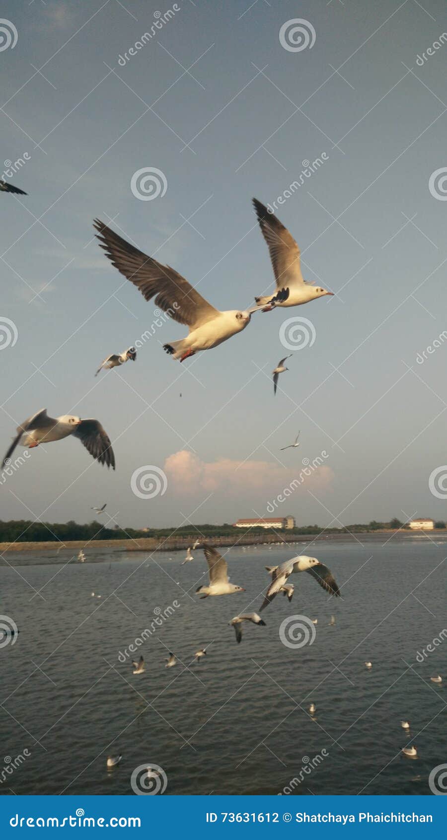 Seagull Curry Stock Photos - Free & Royalty-Free Stock Photos from ...