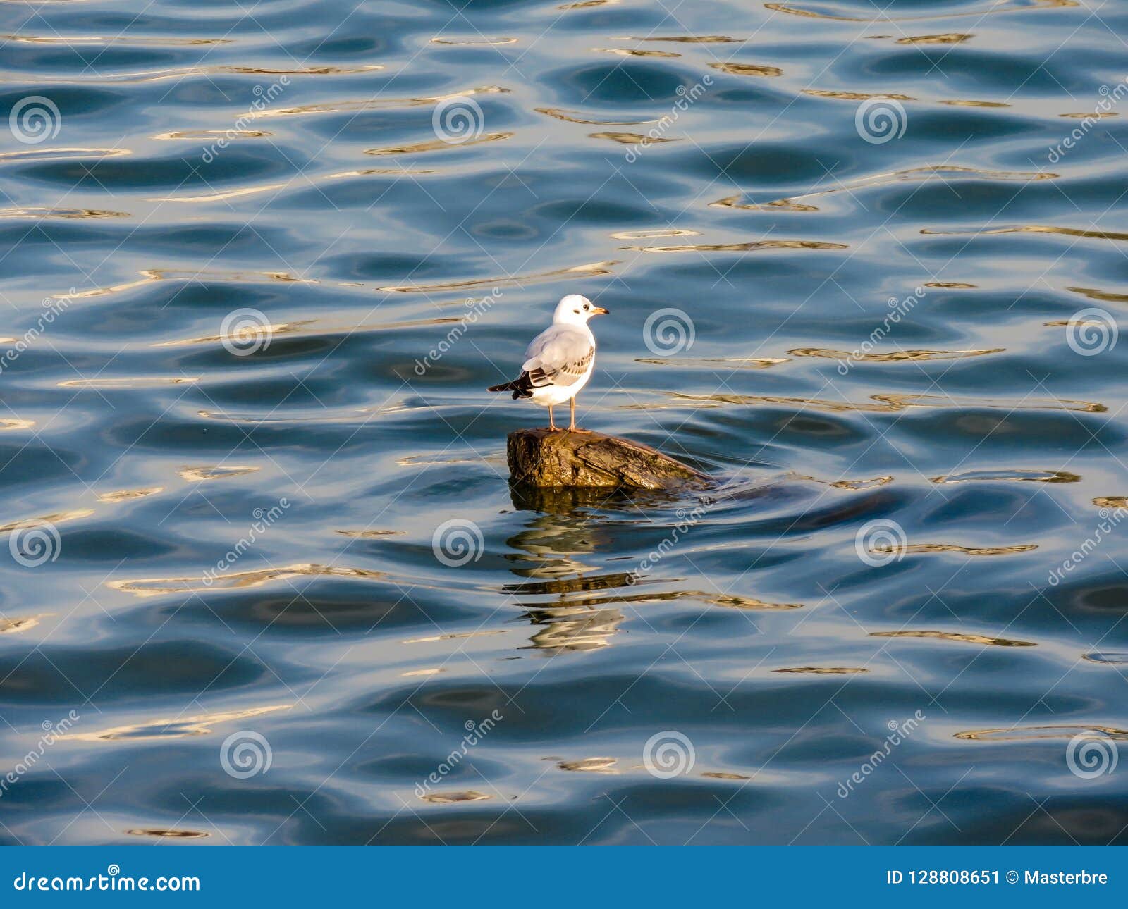 Seagull on the log stock image. Image of river, wild - 128808651