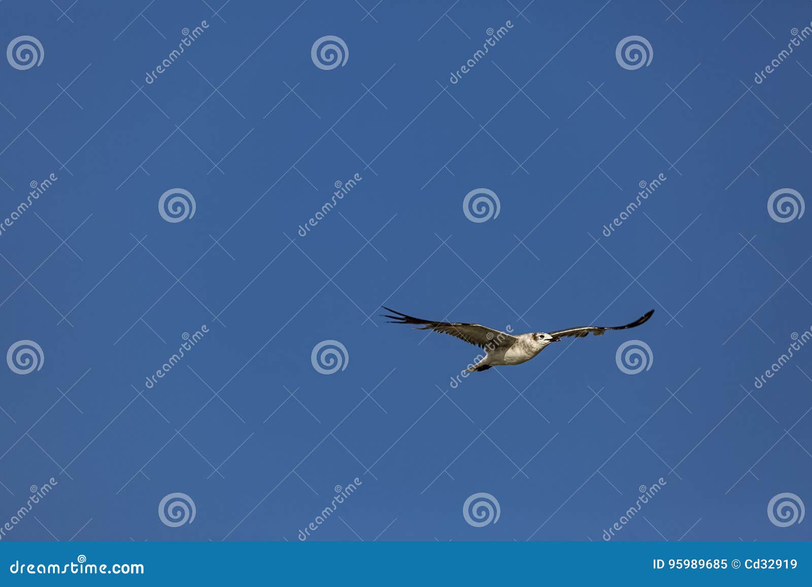 Seagull 2 stock image. Image of gull, motion, doty, birds - 95989685