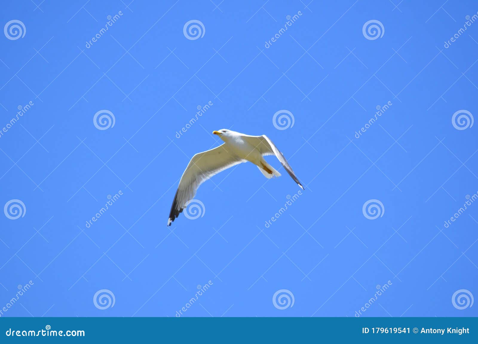 A Seagull Riding the Thermals Stock Image - Image of blue, riding ...