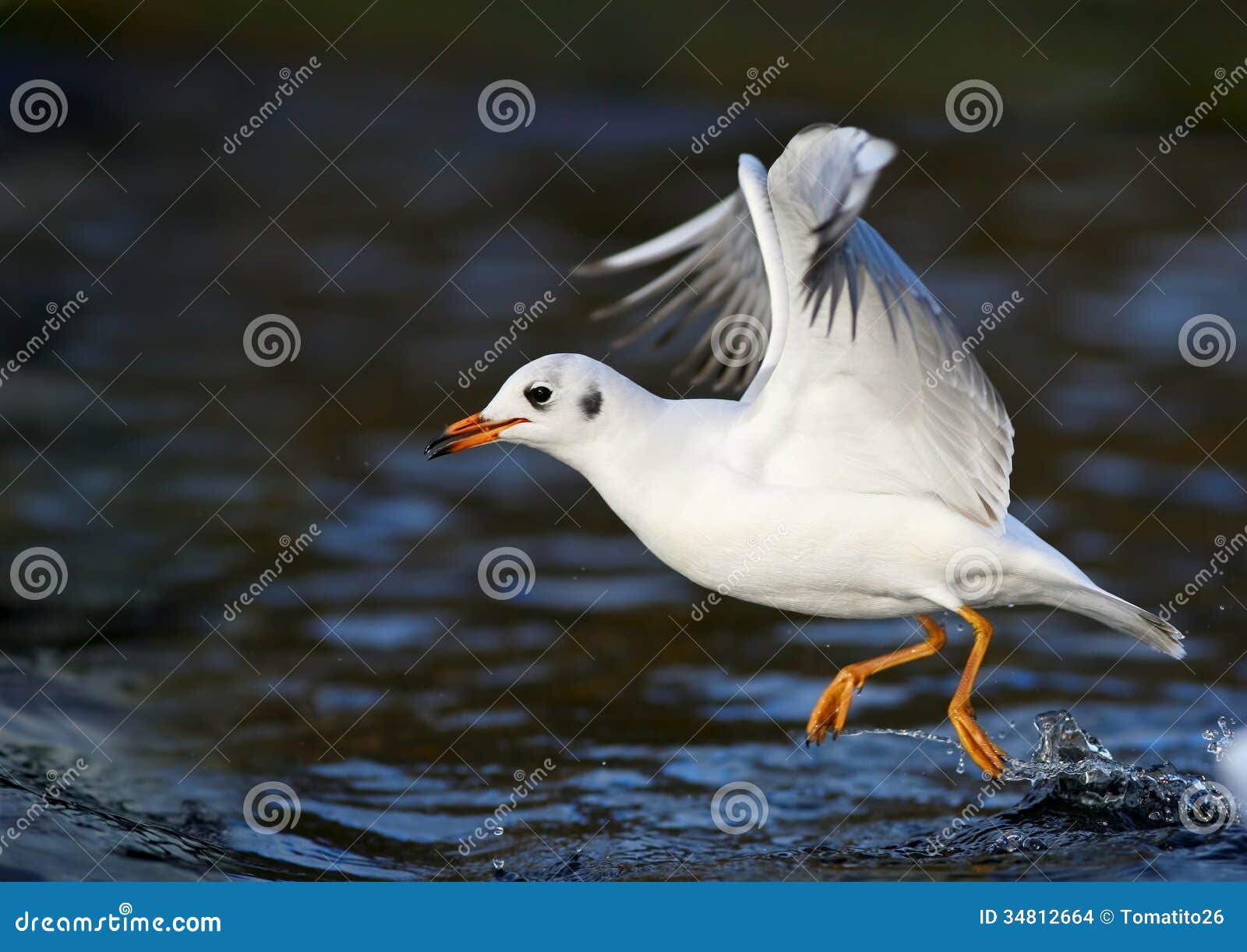 Seagull on the river stock photo. Image of seaside, nature - 34812664