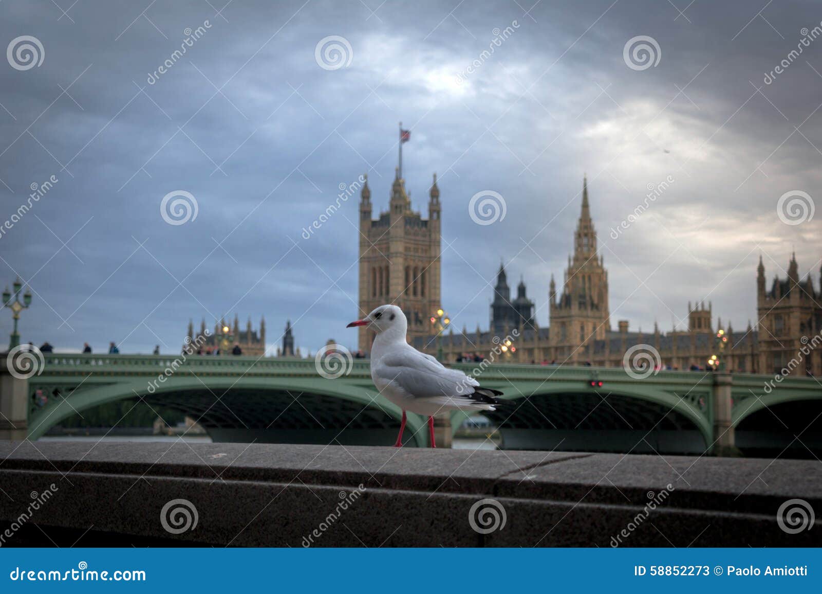 Seagull stock image. Image of westminster, great, britain - 58852273