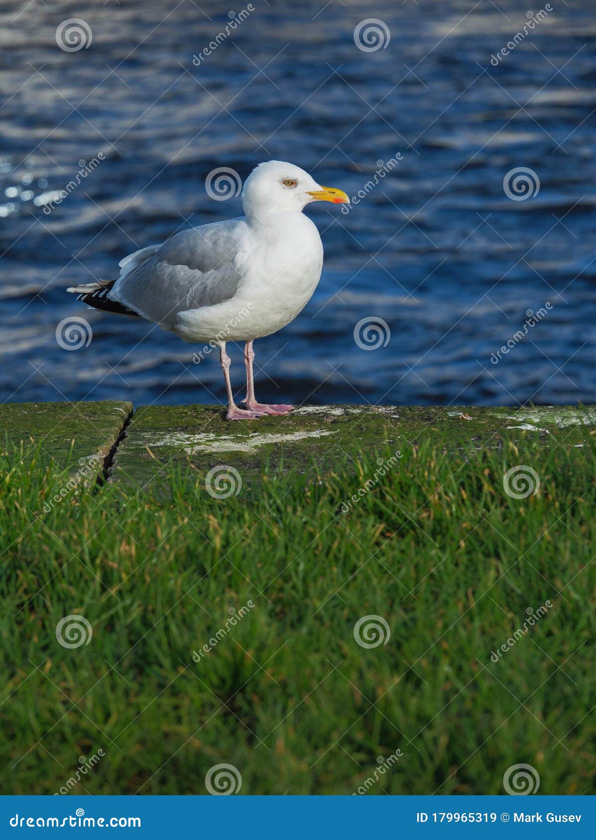 Seagull by a river. stock image. Image of beak, outdoor - 179965319