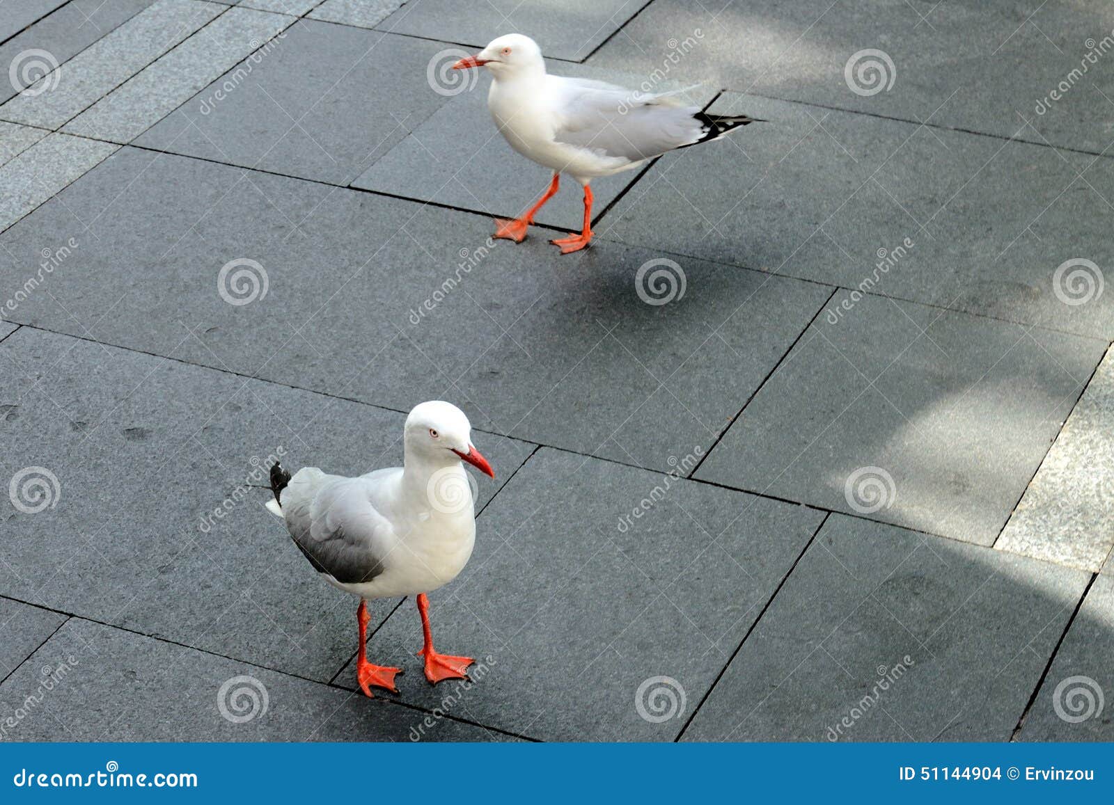 Seagull on the road stock photo. Image of bird, beautiful - 51144904