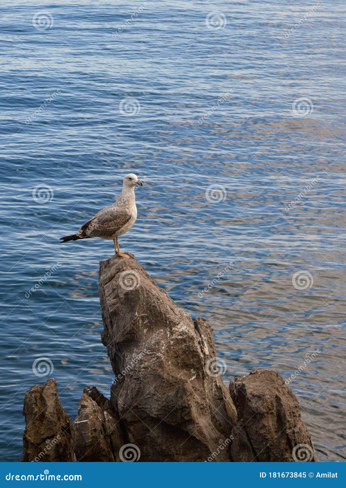 Seagull on a rock stock image. Image of bird, blue, freedom - 181673845