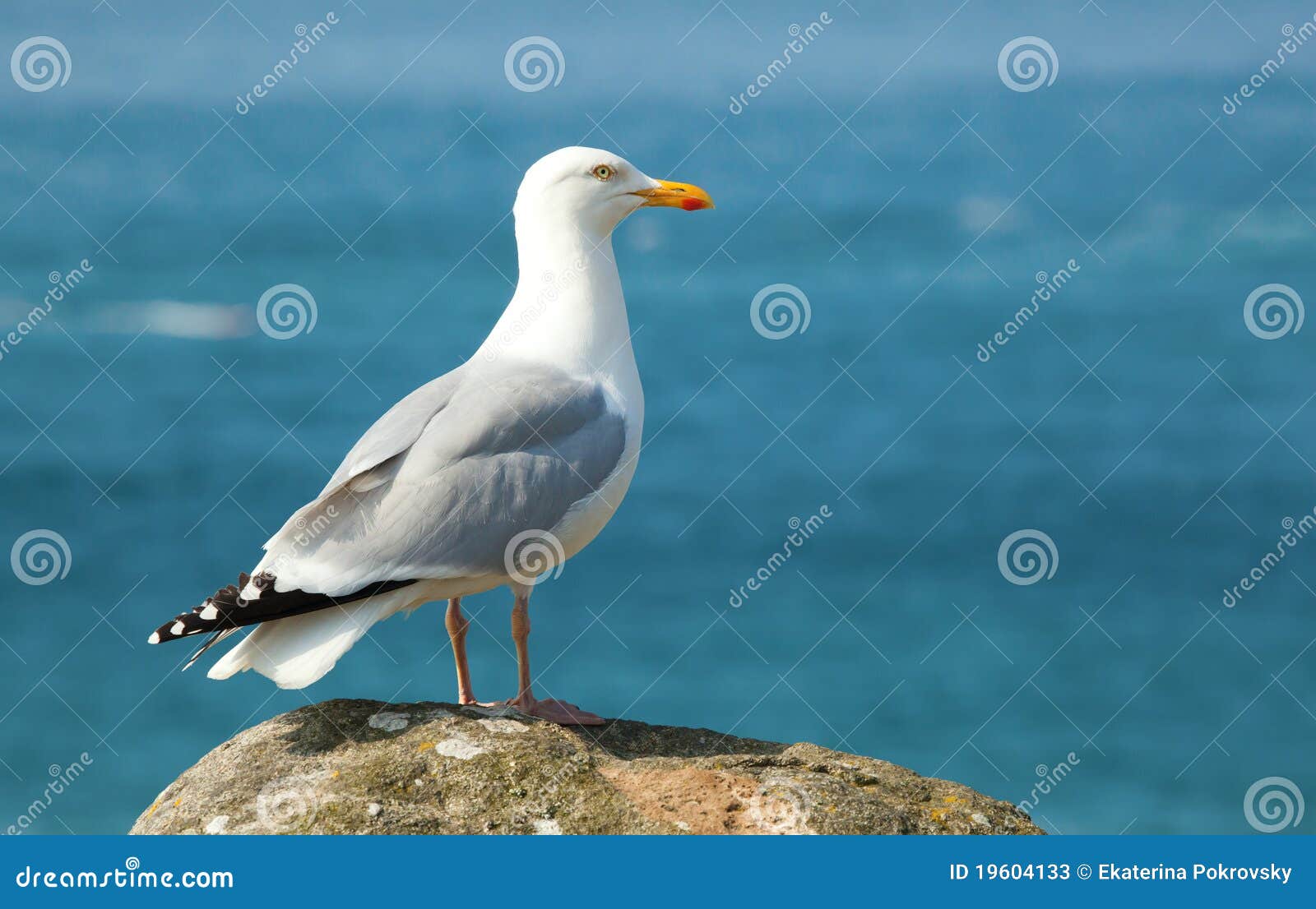 Seagull on a rock stock image. Image of animal, rock - 19604133