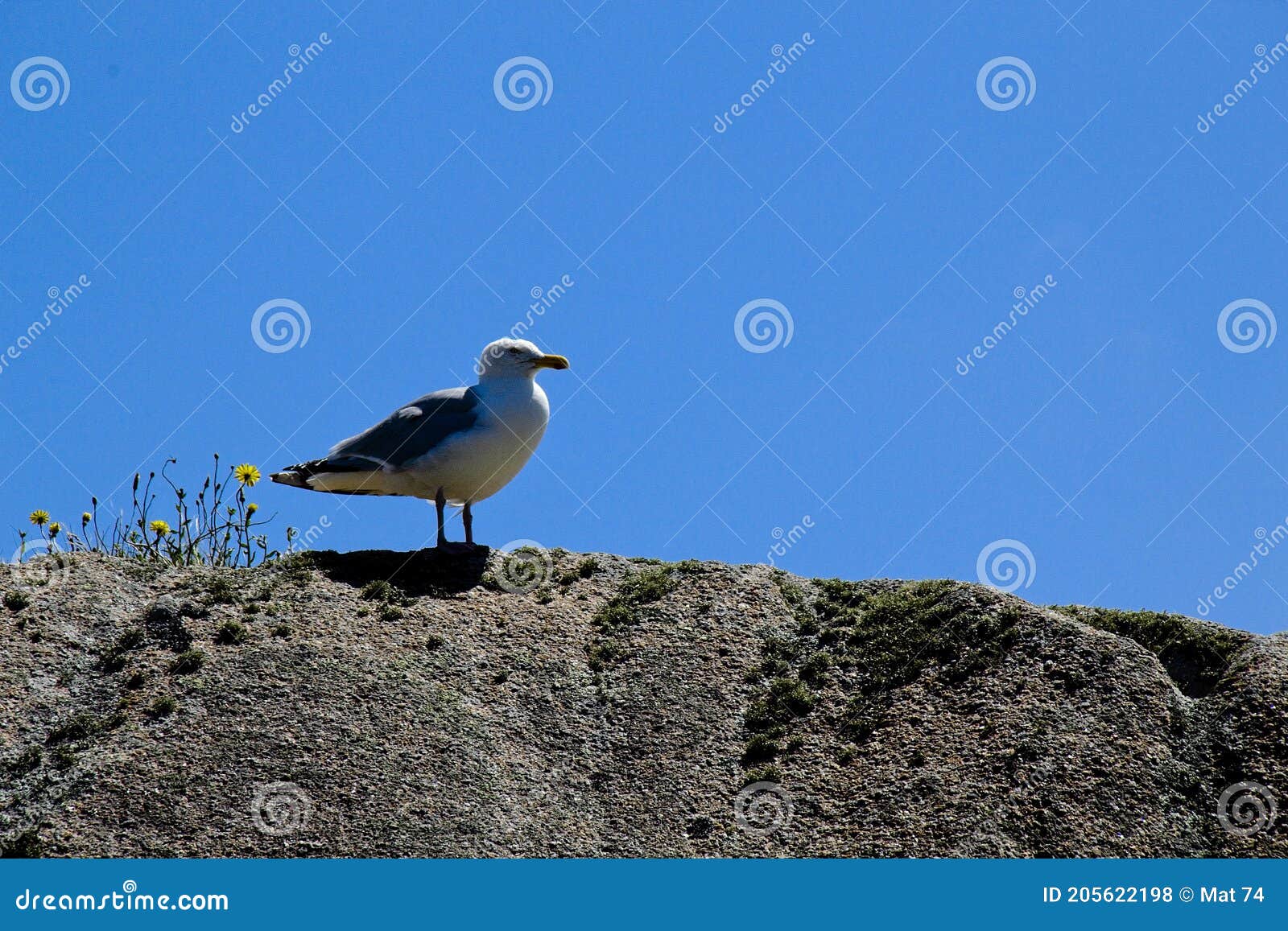 Seagull on rock stock photo. Image of wildlife, wing - 205622198