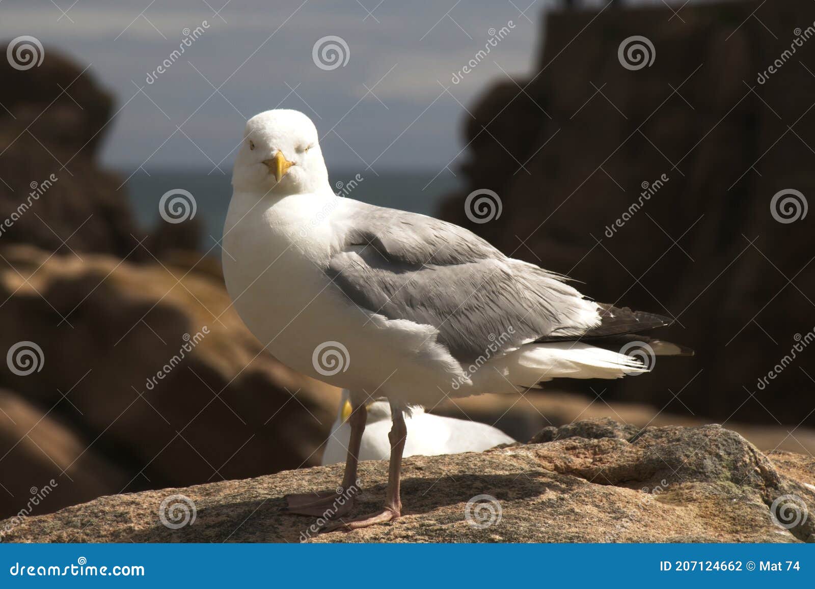 Seagull on the rock stock photo. Image of beak, seabird - 207124662