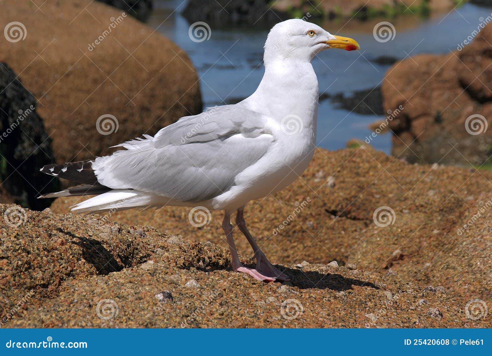 Seagull on a rock stock photo. Image of gull, white, coast - 25420608