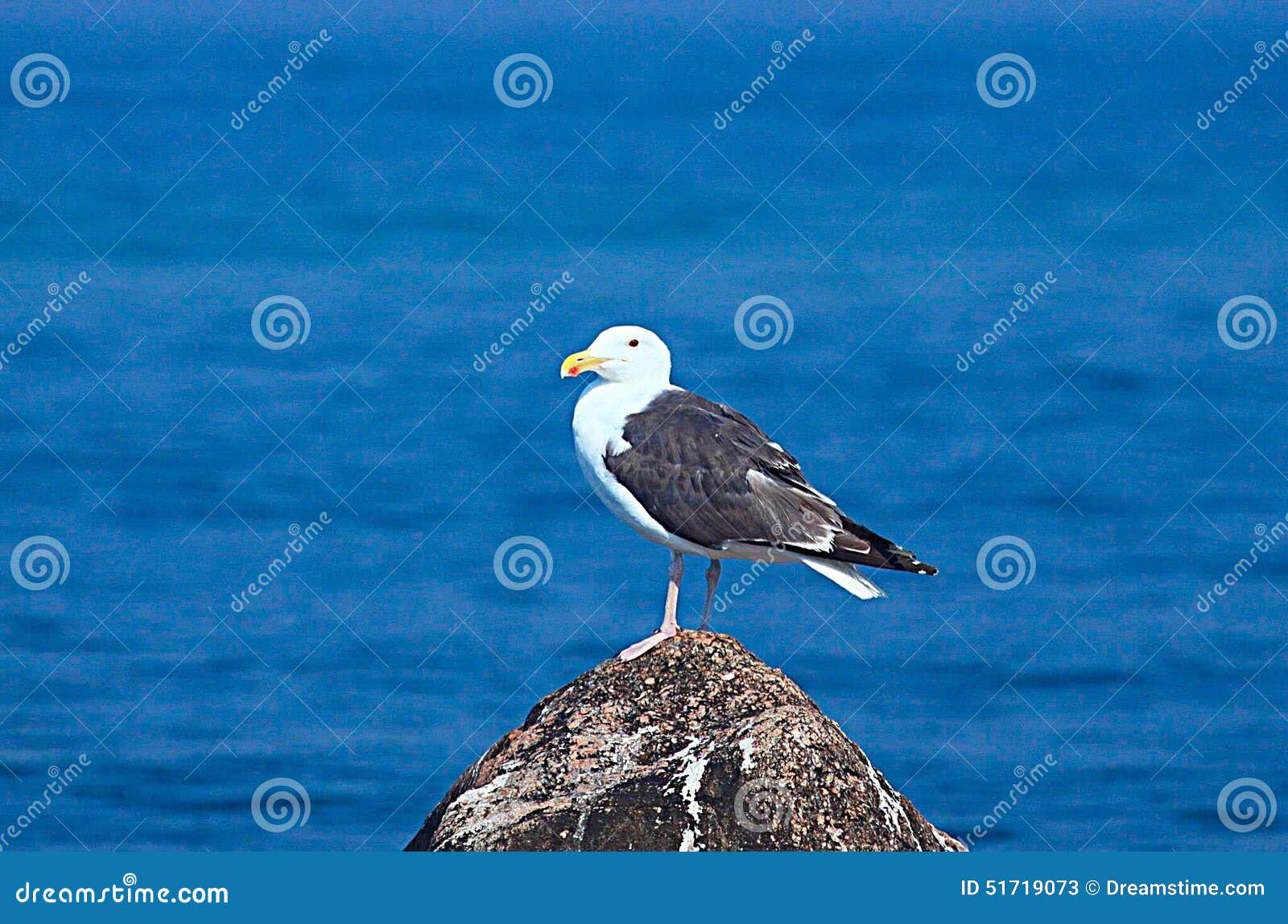 Seagull on Rock stock image. Image of seagull, gull, beach - 51719073
