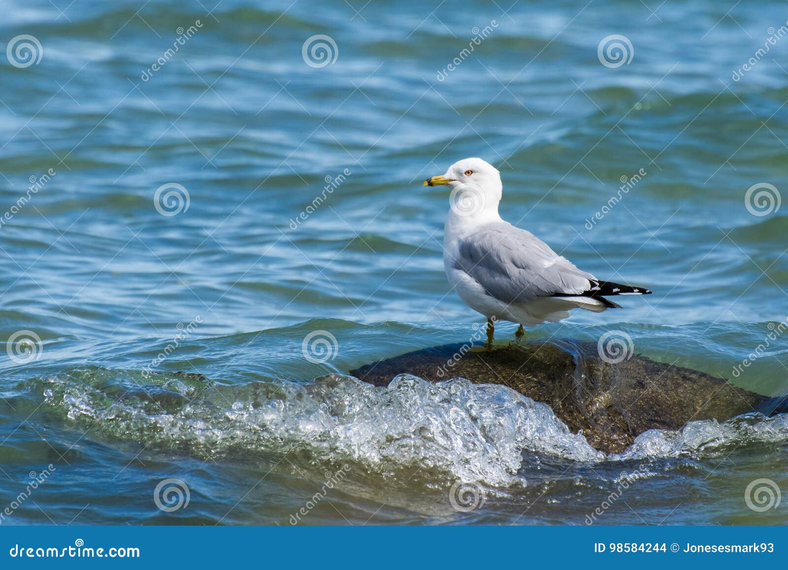 Seagull on a Rock stock photo. Image of environment, coastal - 98584244
