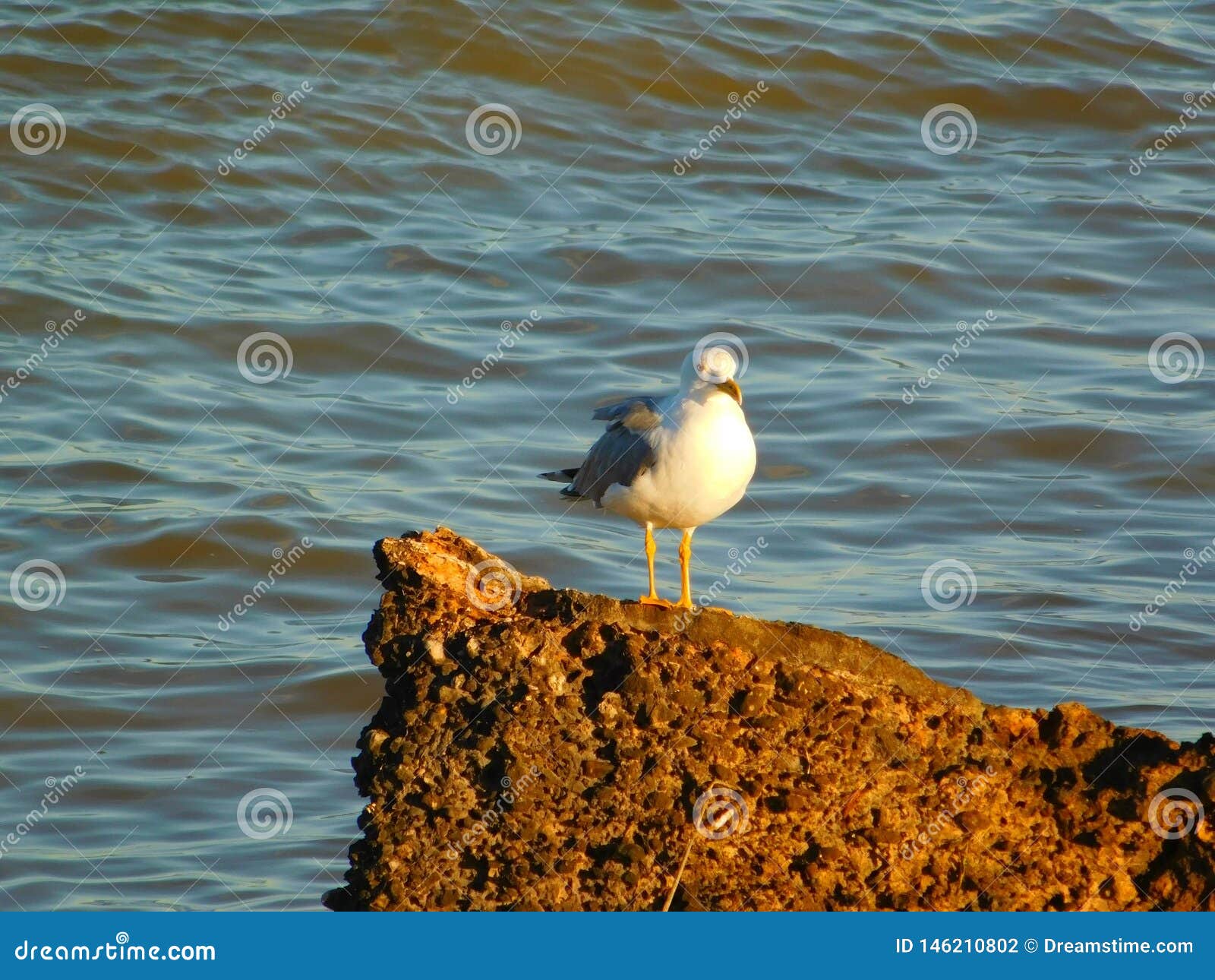 Seagull on a Rock in the Sea Stock Photo - Image of beach, rock: 146210802