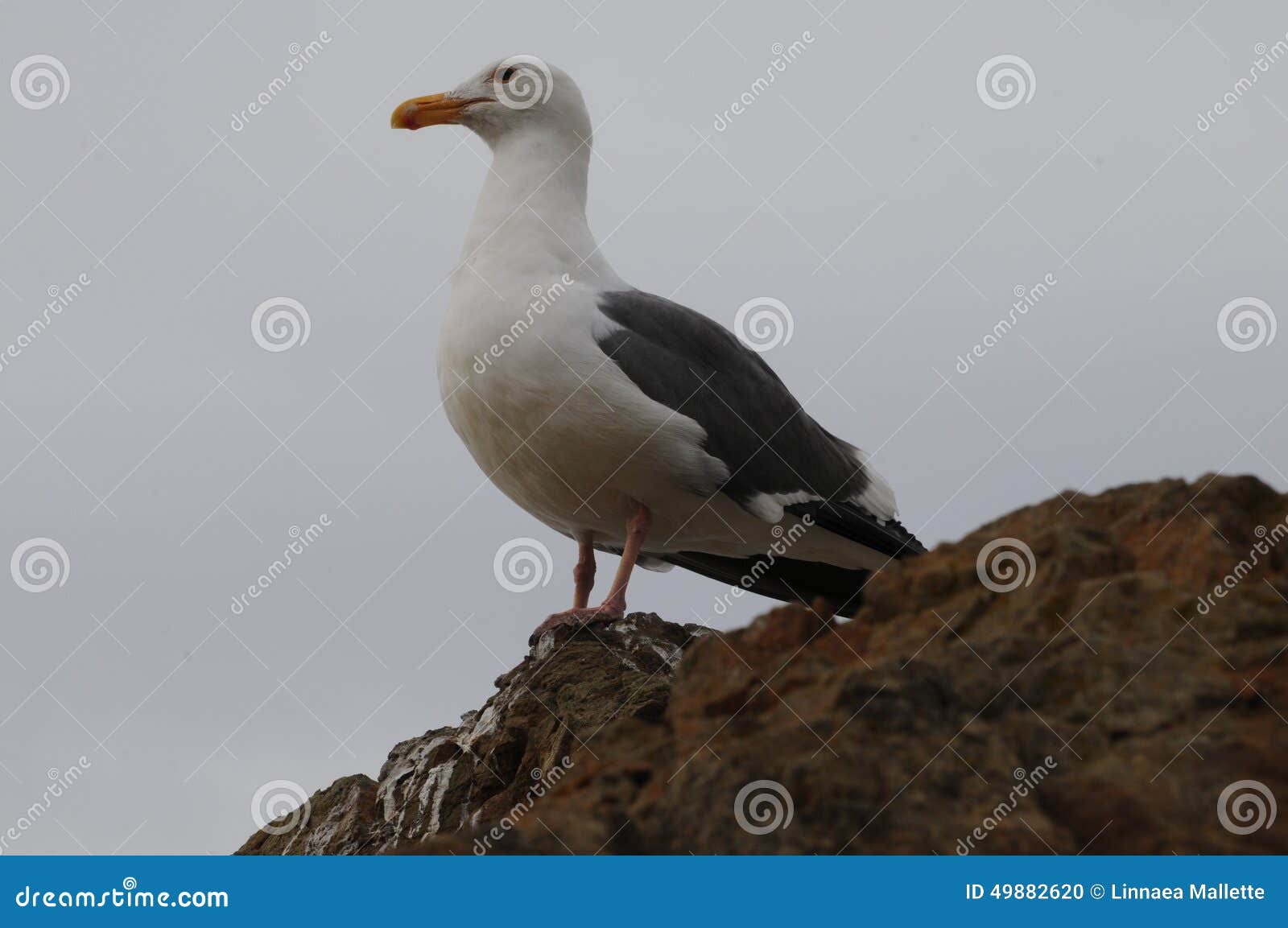 Seagull on rock at sea stock photo. Image of ocean, close - 49882620