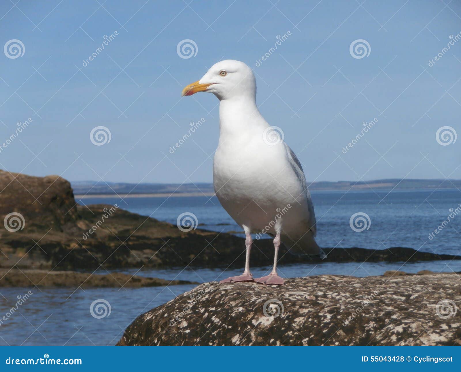 Seagull on rock at seaside stock photo. Image of fauna - 55043428
