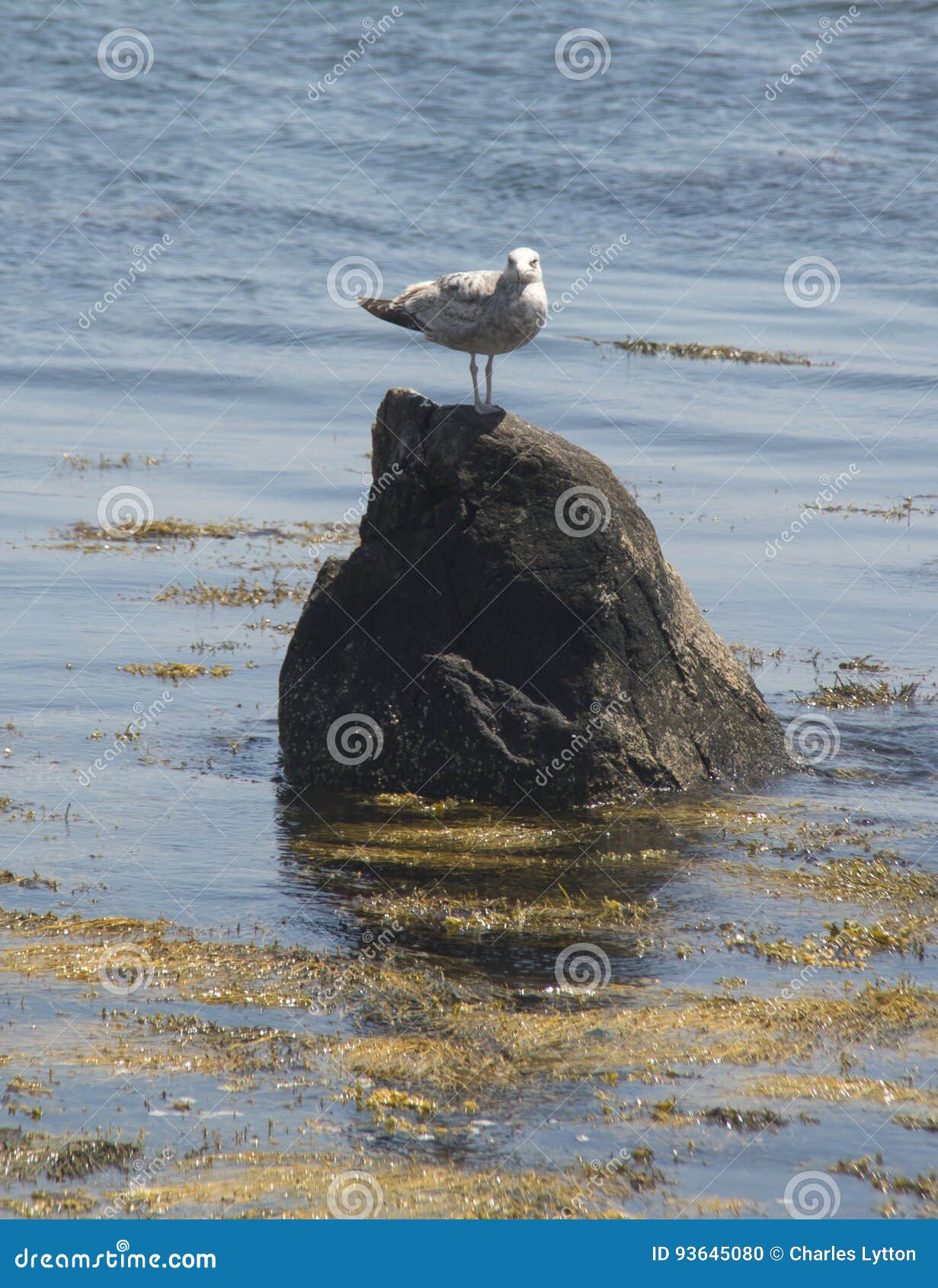 Seagull on Rock stock photo. Image of england, mystic - 93645080