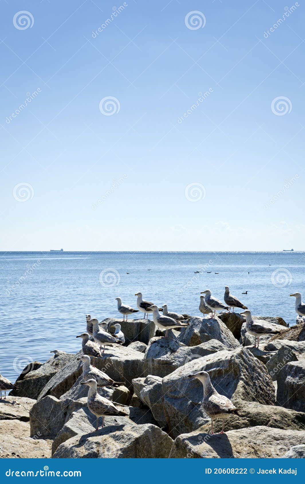 Seagull on the rocks stock photo. Image of horizon, animal - 20608222