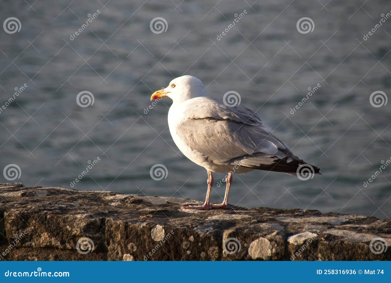 Seagull on the rocks stock photo. Image of beautiful - 258316936