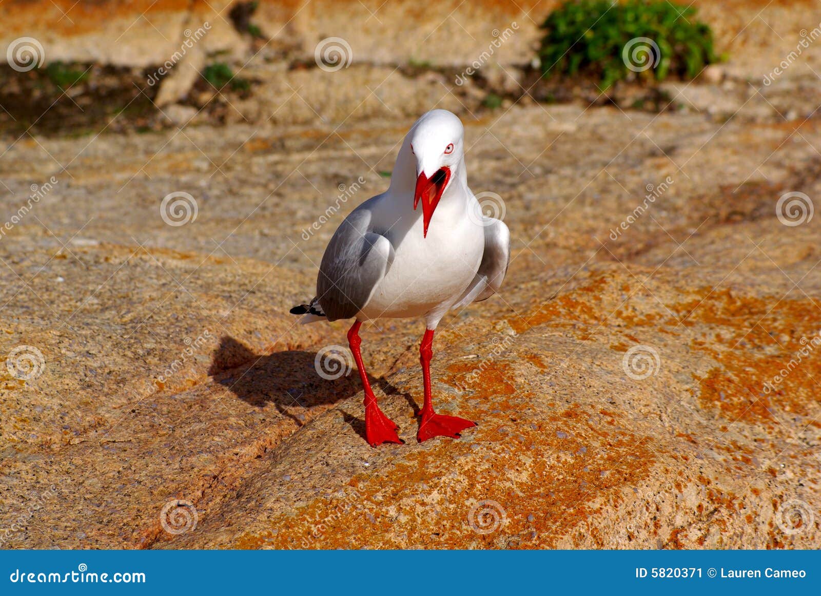 Seagull on rocks stock image. Image of gull, bird, seagull - 5820371