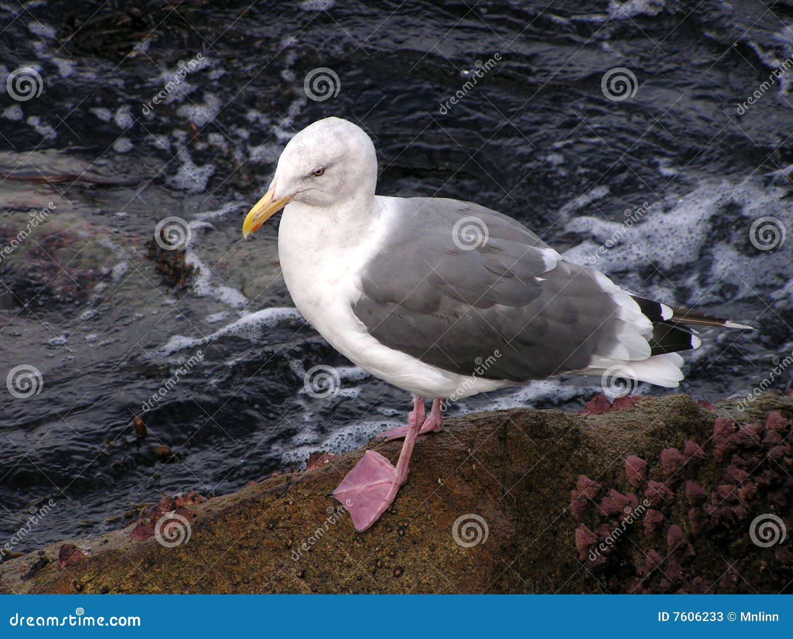Seagull on the Rocks stock image. Image of wings, seagull - 7606233