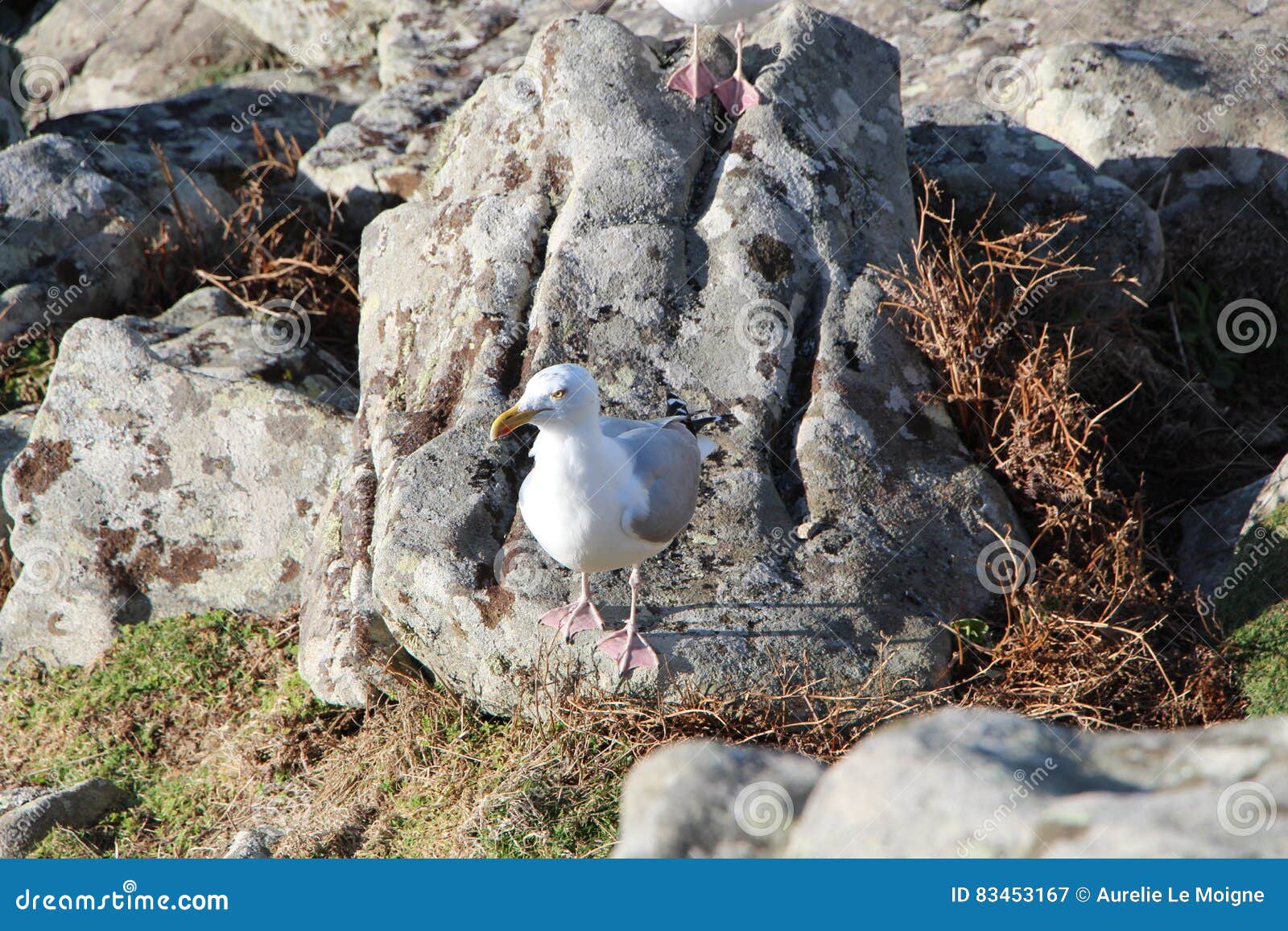Seagull on rocks stock image. Image of finistere, nature - 83453167