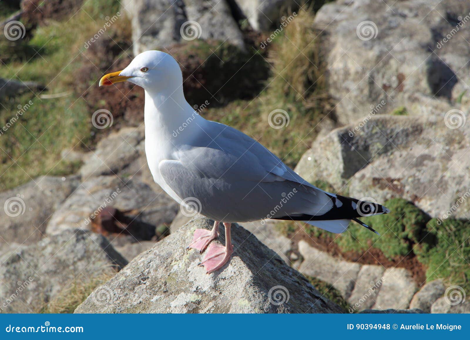 Seagull on rocks stock photo. Image of seagull, rock - 90394948