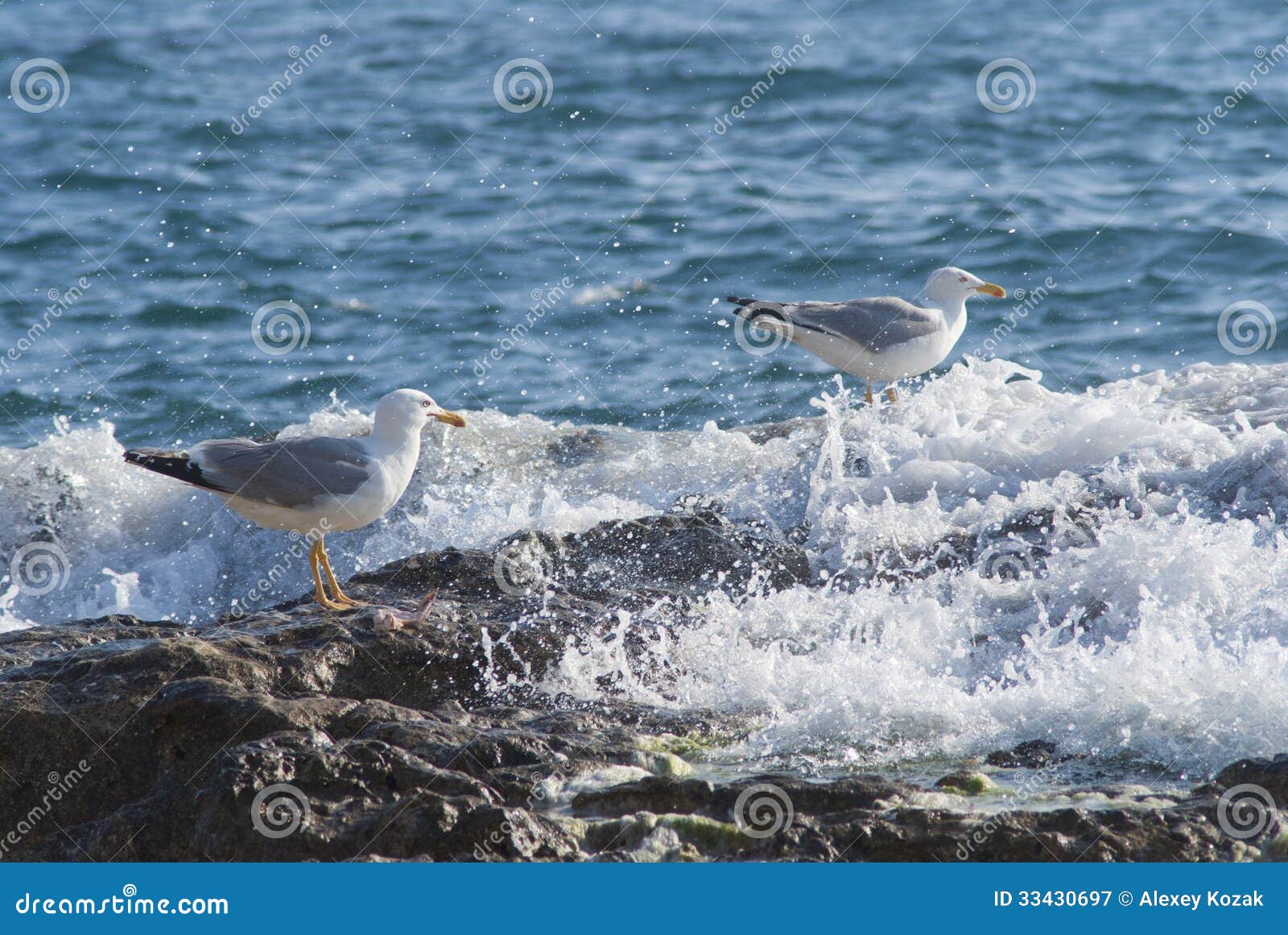 Seagull on the Rocks of a Rough Coastline Stock Image - Image of beach ...