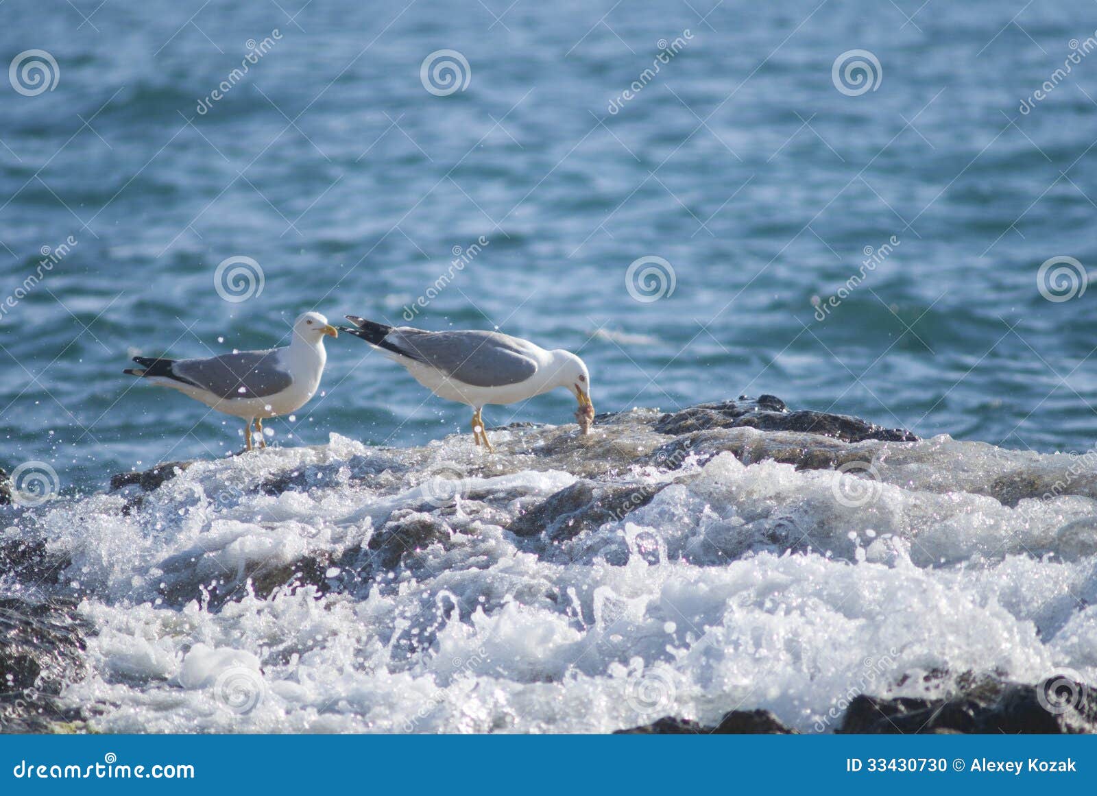Seagull on the Rocks of a Rough Coastline Stock Photo - Image of ...