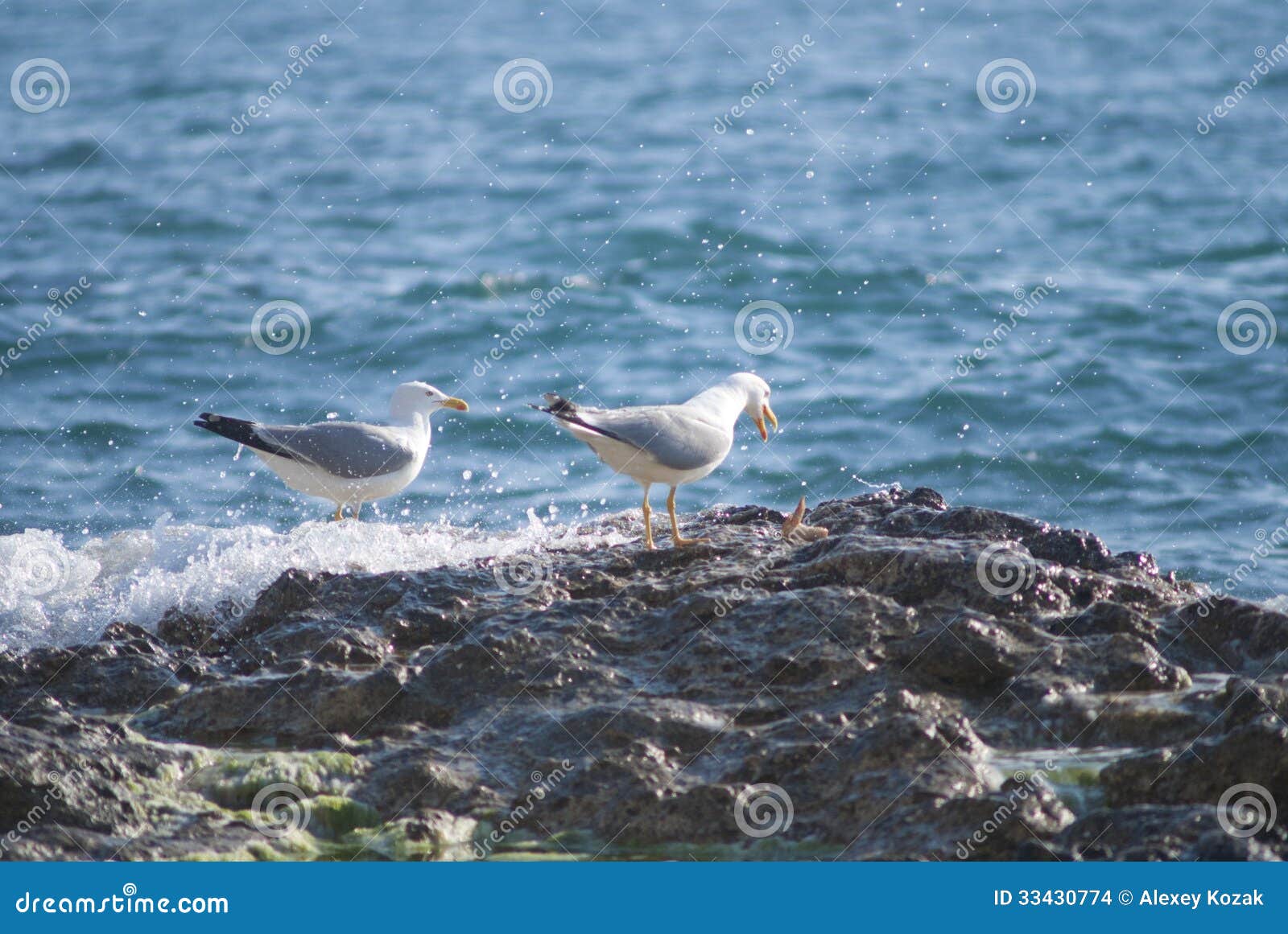 Seagull on the Rocks of a Rough Coastline Stock Photo - Image of coast ...