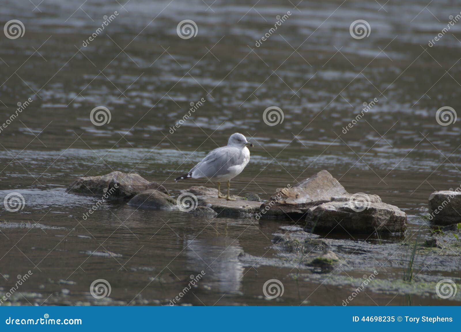 Seagull on the Rocks stock image. Image of water, young - 44698235