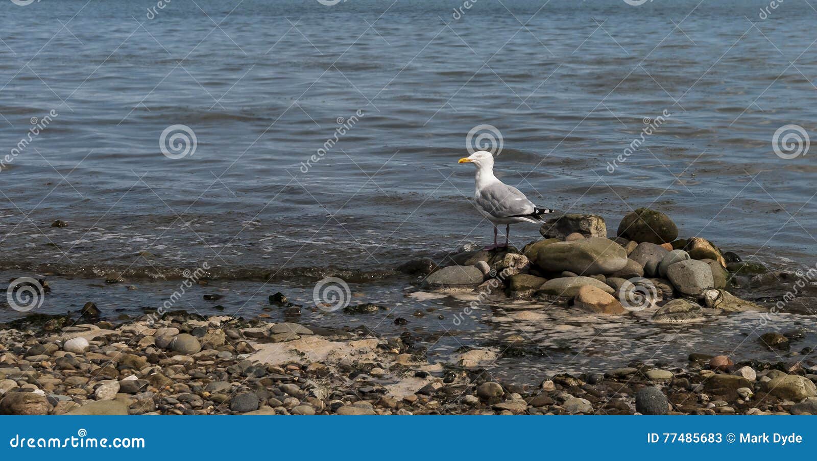Seagull on the Rocks stock image. Image of rocks, sunshine - 77485683