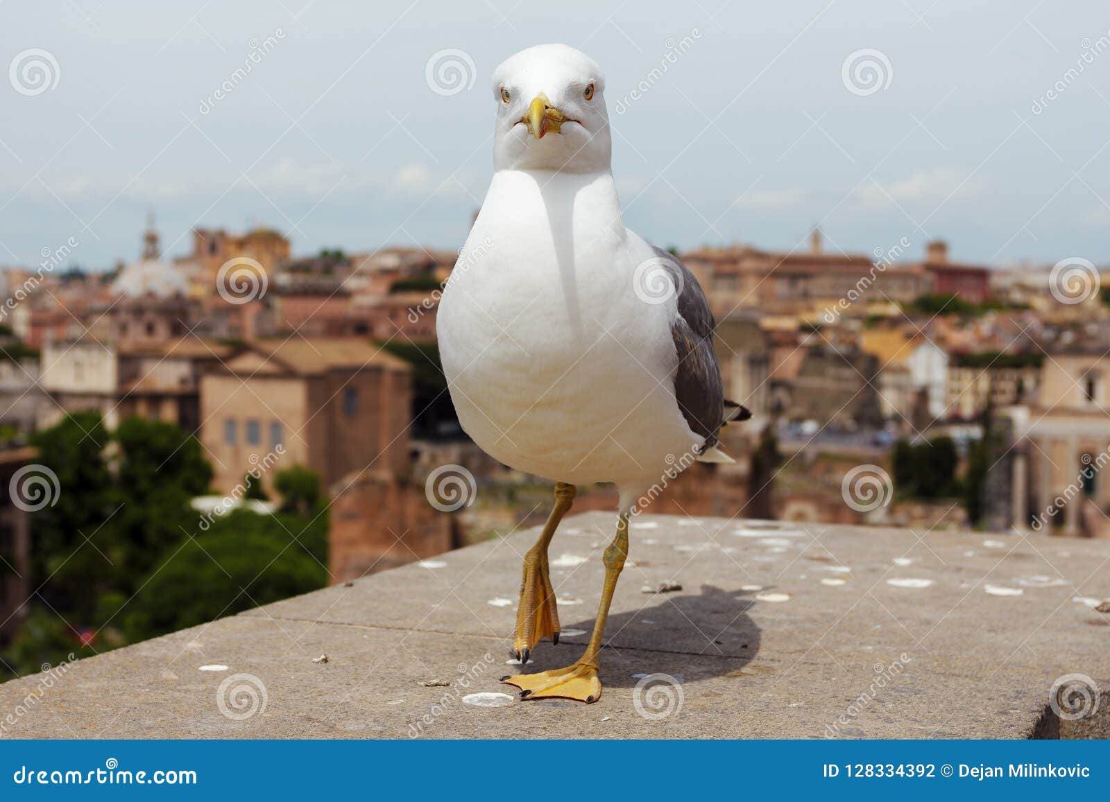 Seagull in Rome stock photo. Image of posing, bird, macro - 128334392
