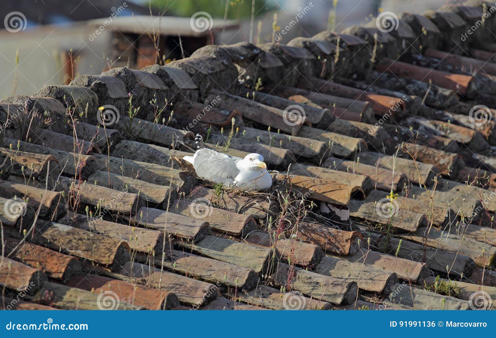 Seagull roof nest stock photo. Image of seabird, outdoor - 91991136