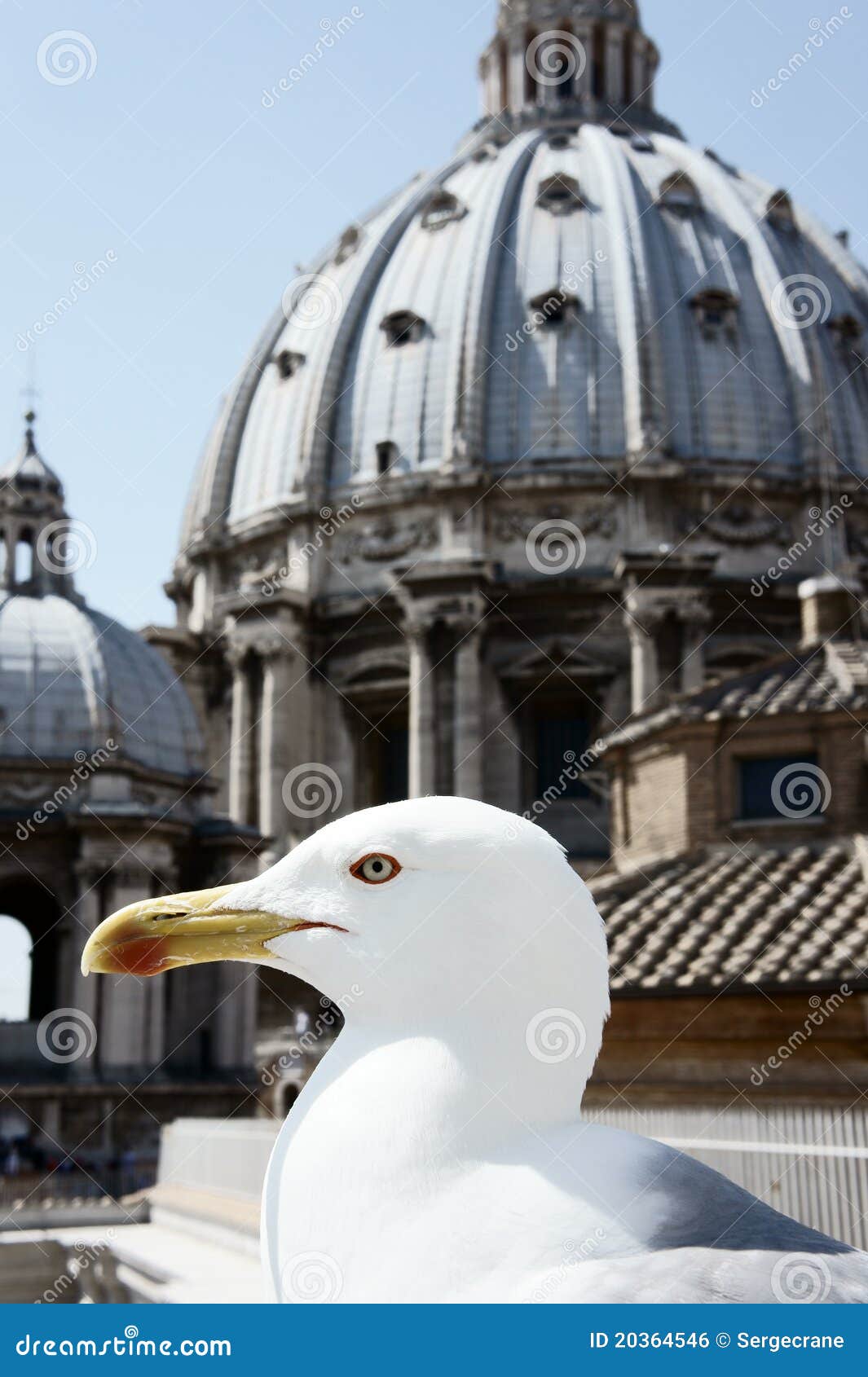Seagull on a Roof of Vatican Stock Photo - Image of peter, white: 20364546