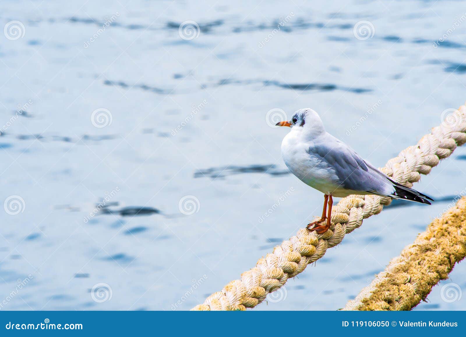 Seagull on the Rope. Ship Rope. Sea Port. Jetty. Stock Photo - Image of ...