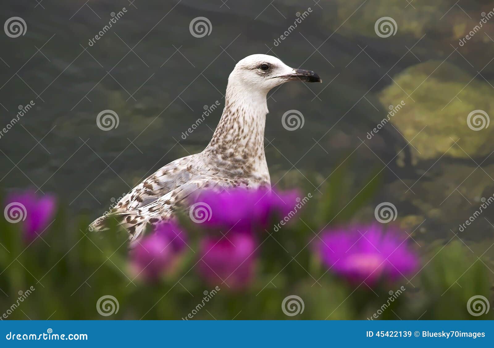 Seagull and Roses stock image. Image of blue, high, seagull - 45422139