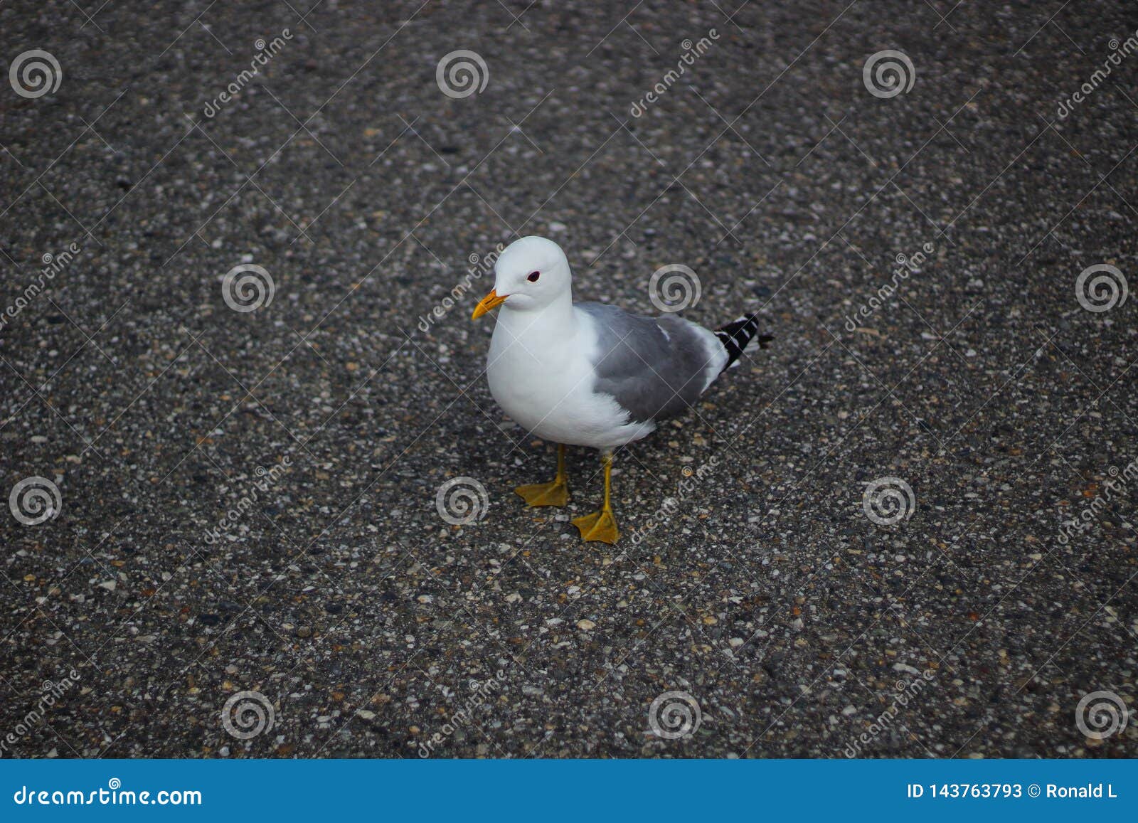 Seagull Running on the Road Stock Image - Image of animal, running ...