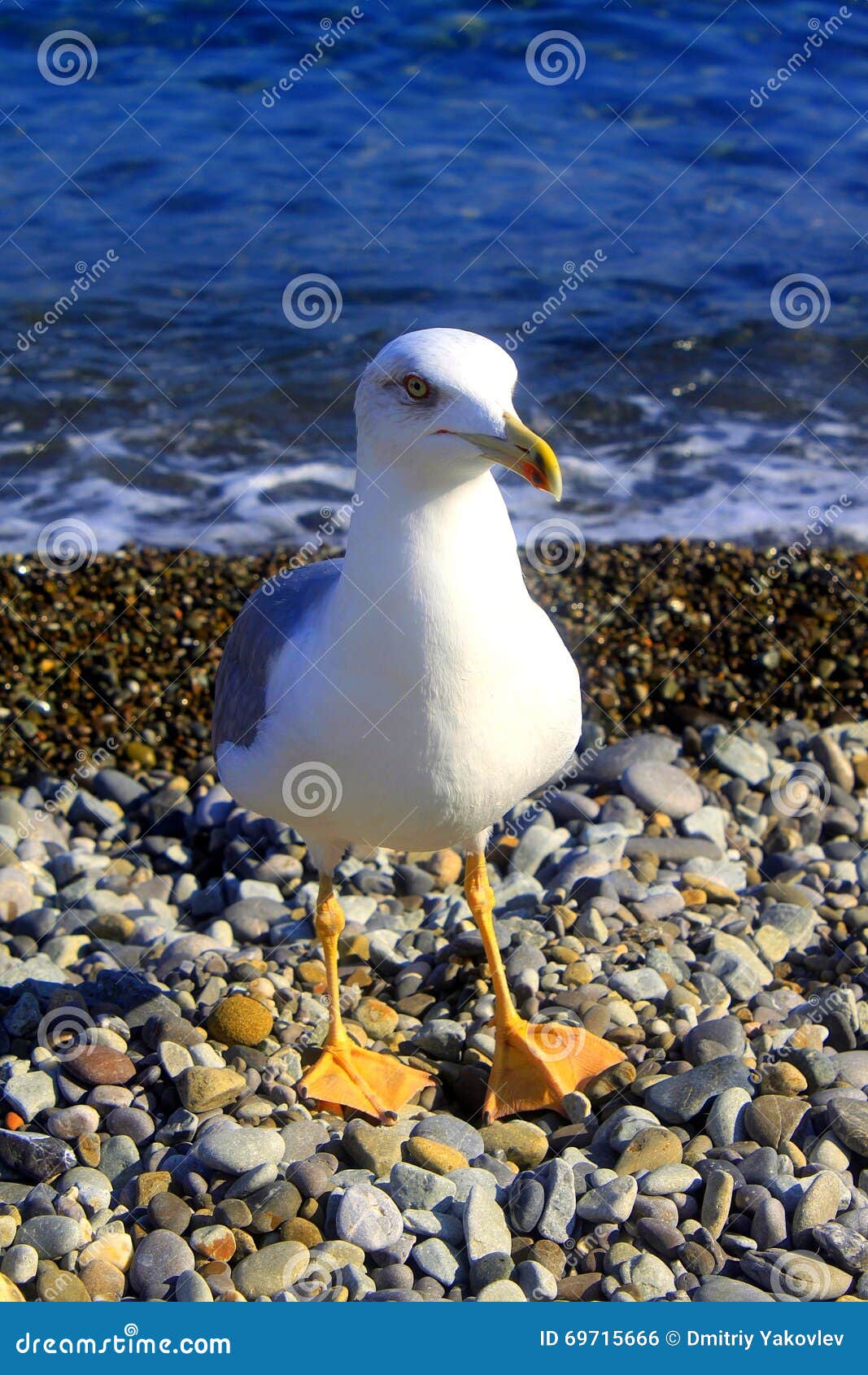 The Seagull Runs through the Shingle Near the Sea Stock Photo - Image ...