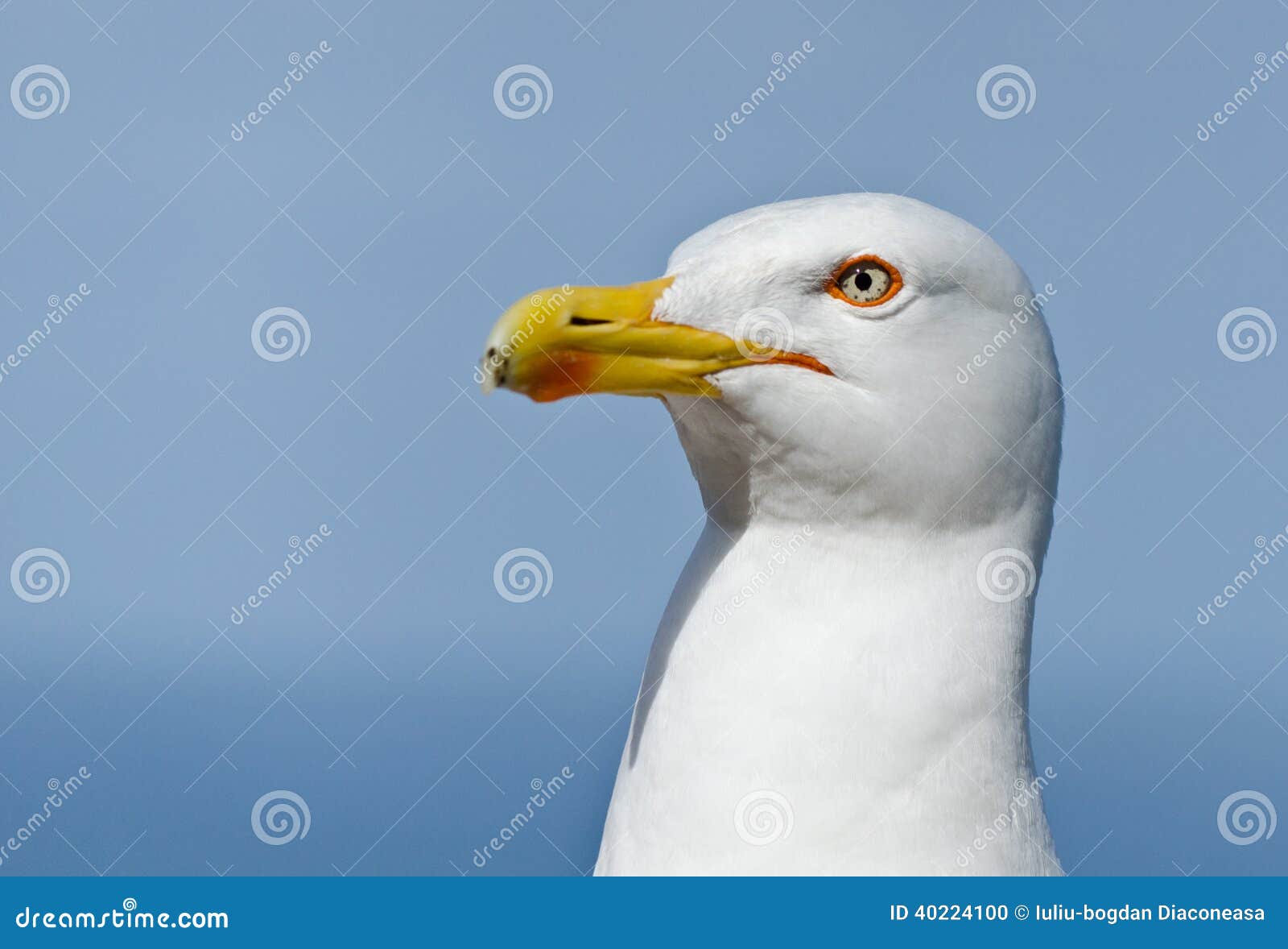 Seagull s eye stock photo. Image of seagull, seabird - 40224100