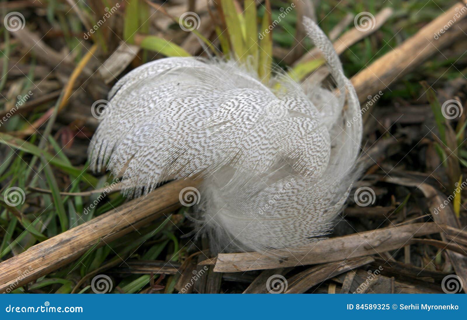 Seagull`s feather stock image. Image of feather, pattern - 84589325