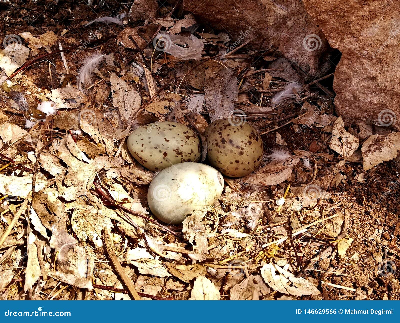 Seagull`s nest and eggs stock photo. Image of brown - 146629566