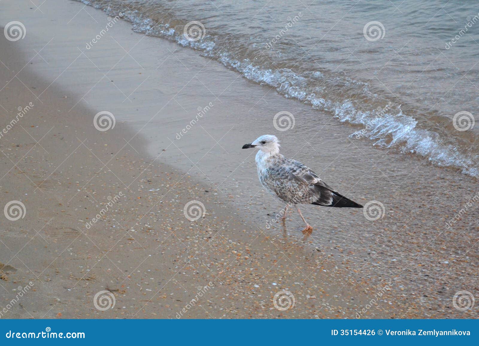 Seagull on sand on a beach stock photo. Image of beach - 35154426