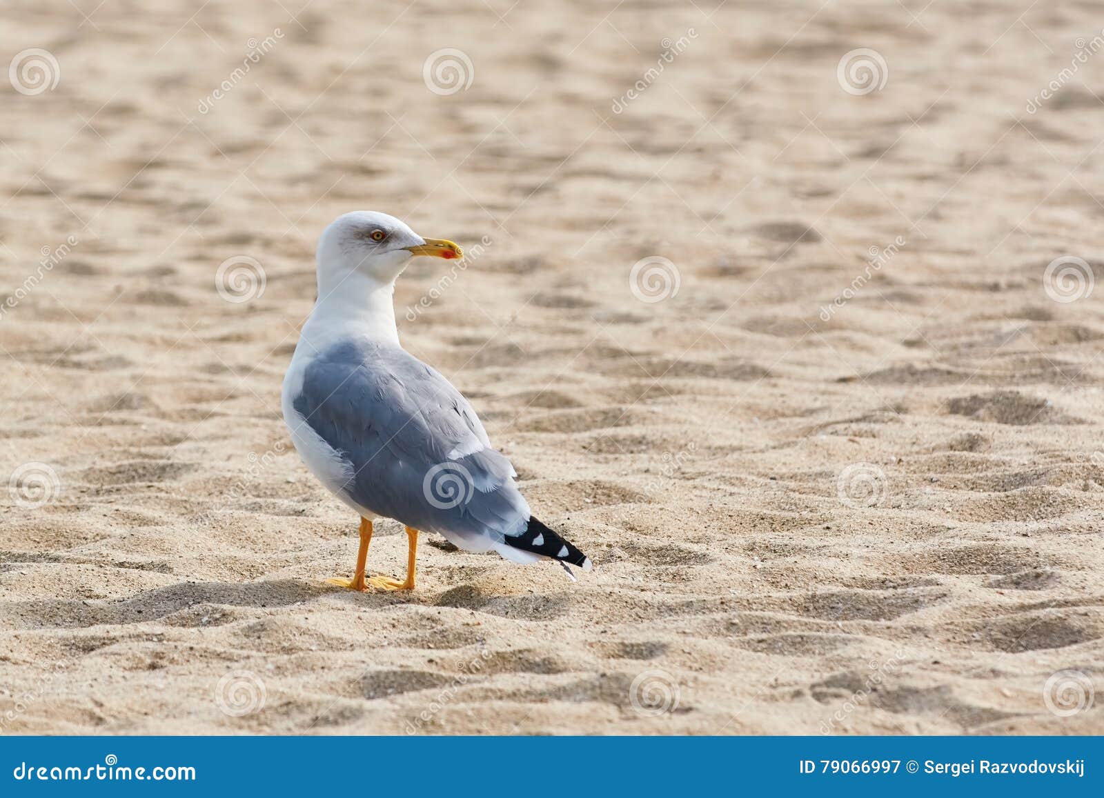Seagull on Sand stock image. Image of beach, common, standing - 79066997