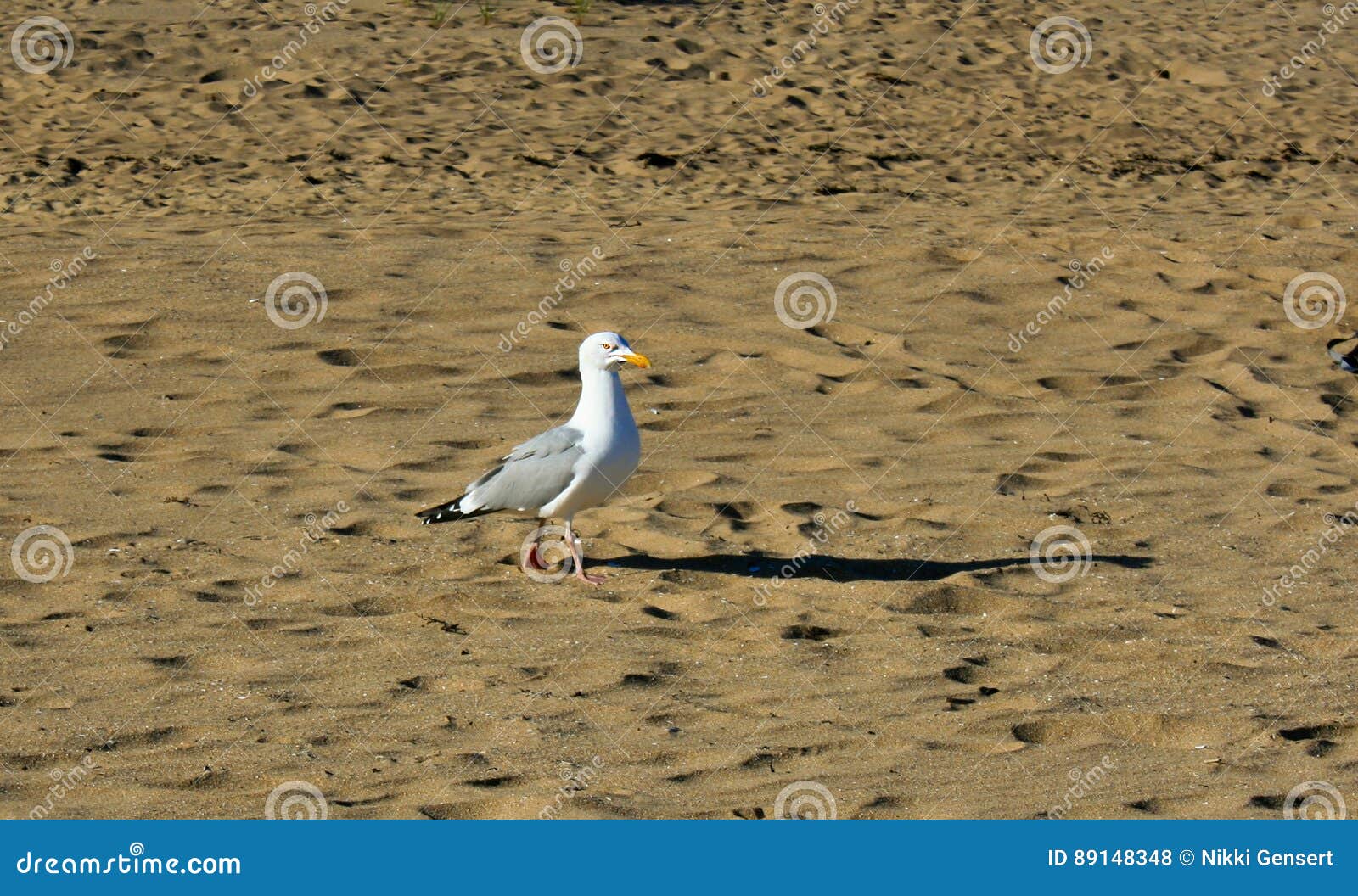 Seagull on a Sandy Beach stock photo. Image of bird, harbor - 89148348